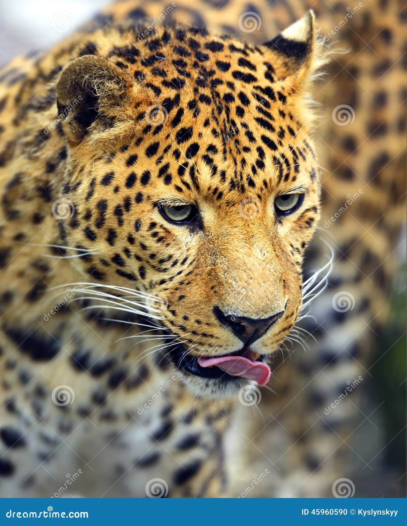 Leopard stock photo. Image of leopard, habitat, planet - 45960590