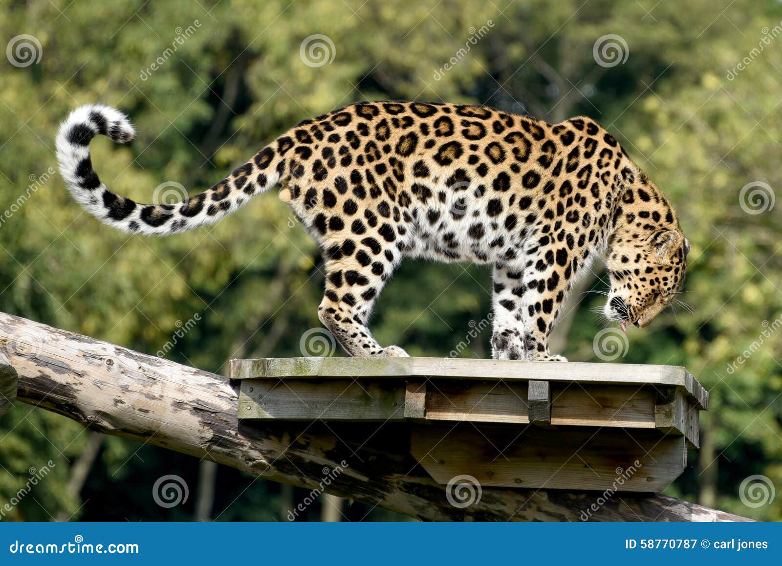 Leopard Posing stock image. Image of close, pose, national - 58770787
