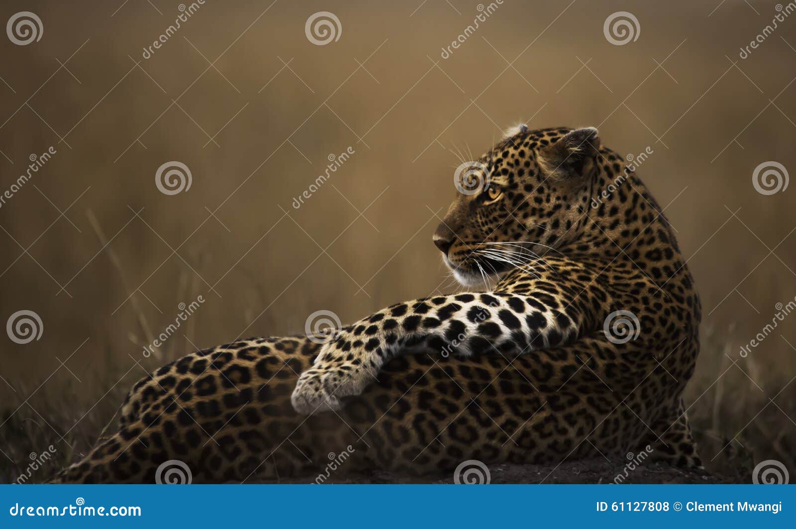 Leopard posing stock photo. Image of mara, africa, leopard - 61127808