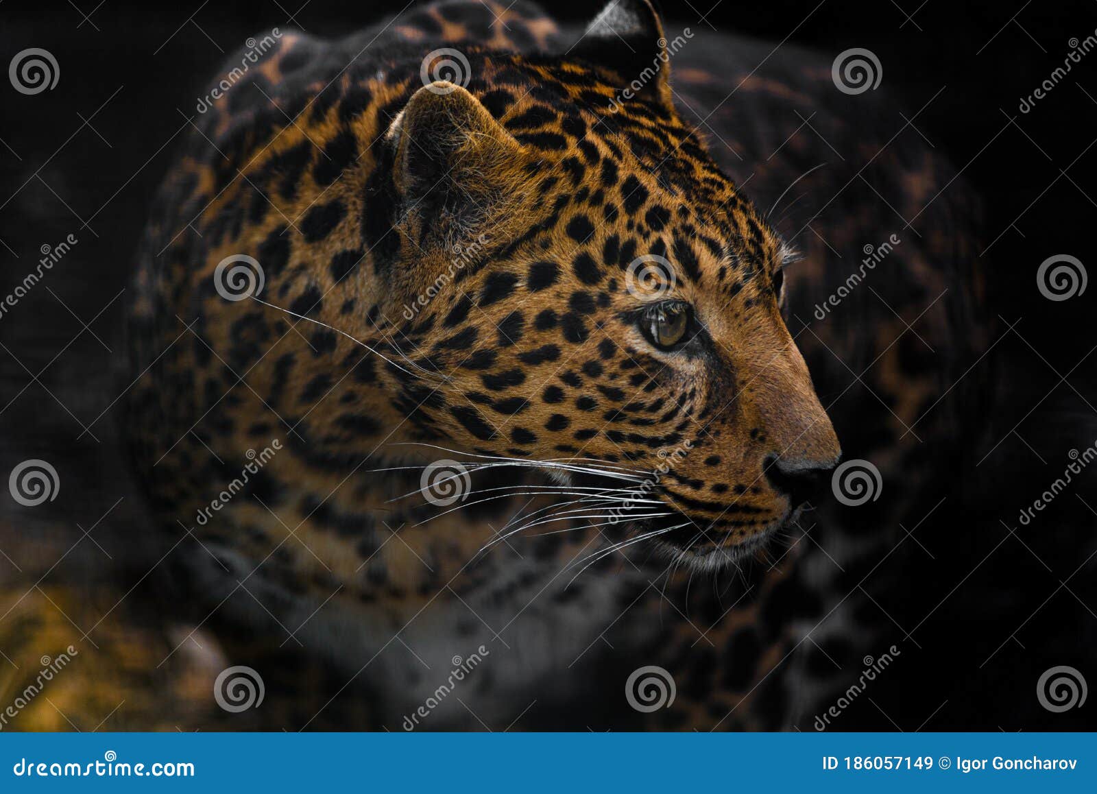 Leopard predatory look stock image. Image of carnivore - 186057149