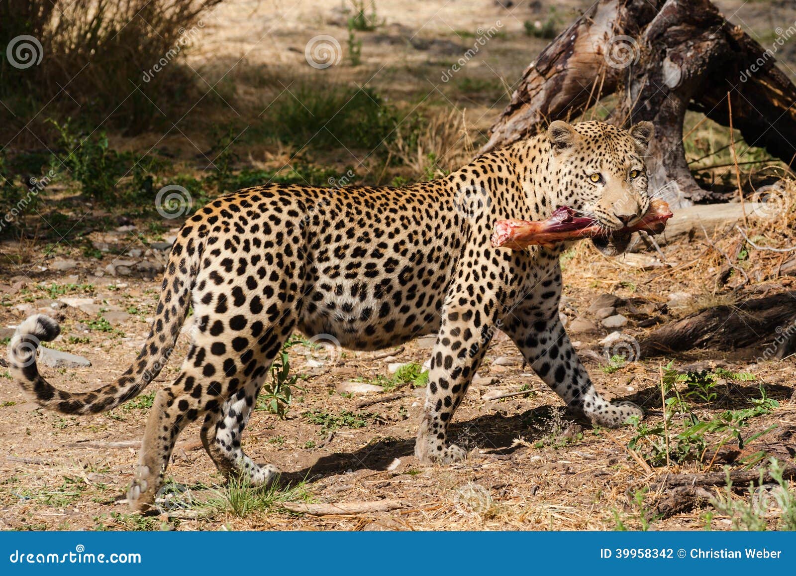 Leopard with prey stock photo. Image of wildlife, fast - 39958342