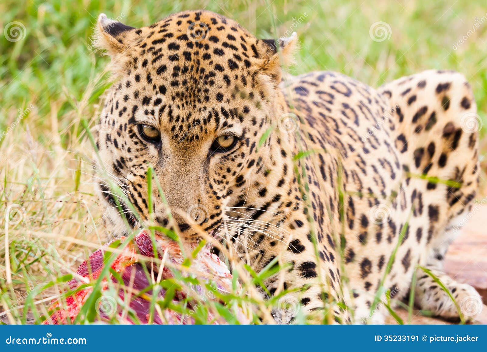 Leopard with prey stock image. Image of endangered, blood - 35233191