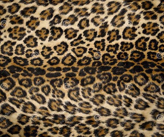 Leopard print 2 stock image. Image of jungle, exotic, furry - 2082757