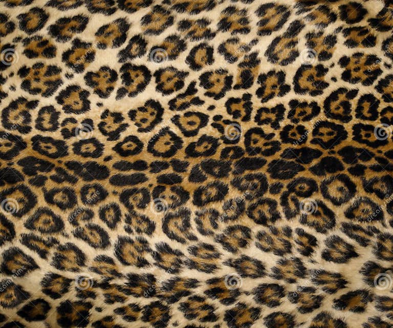 Leopard print 2 stock image. Image of jungle, exotic, furry - 2082757