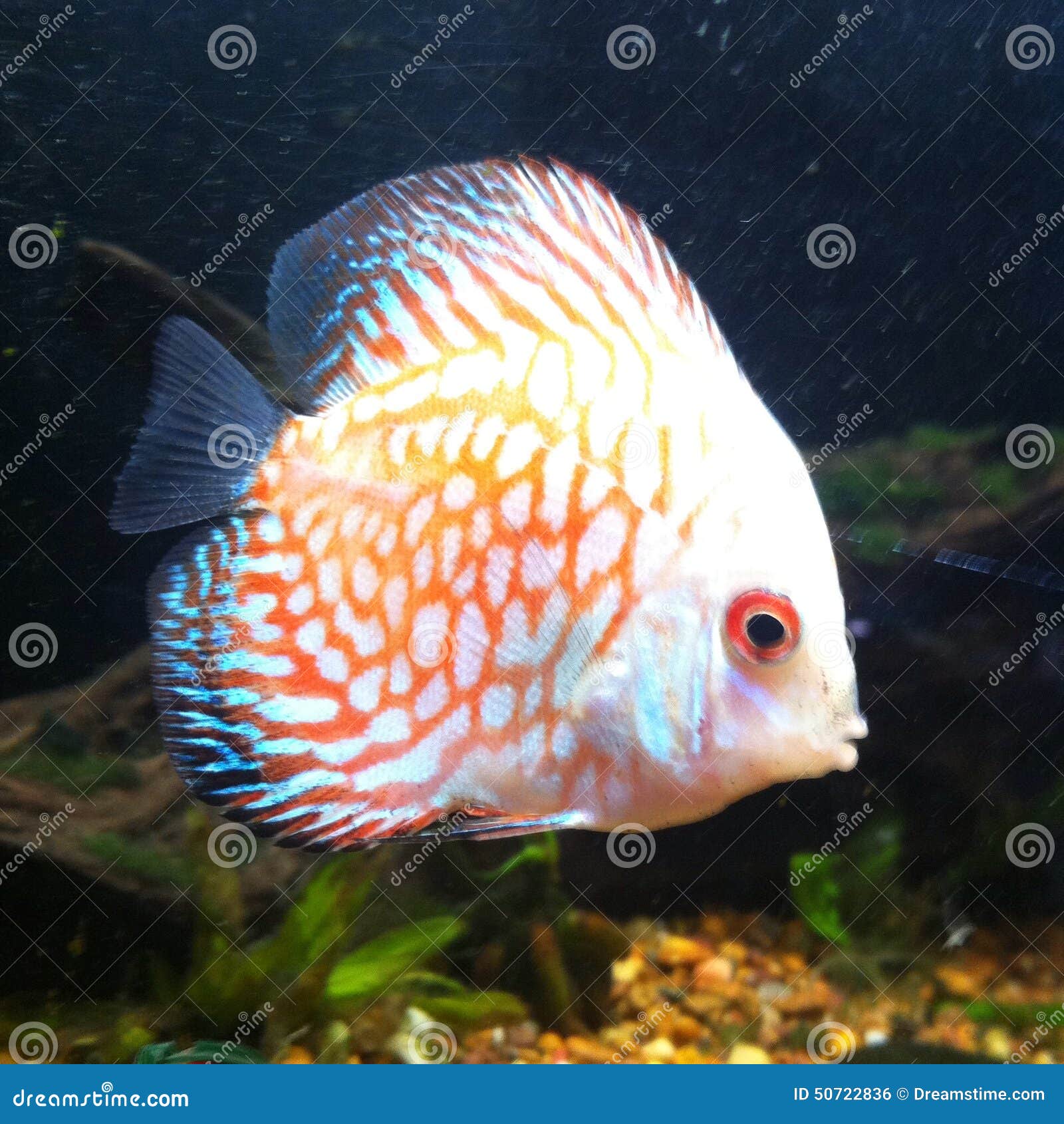 Leopard Print stock photo. Image of print, beautiful - 50722836