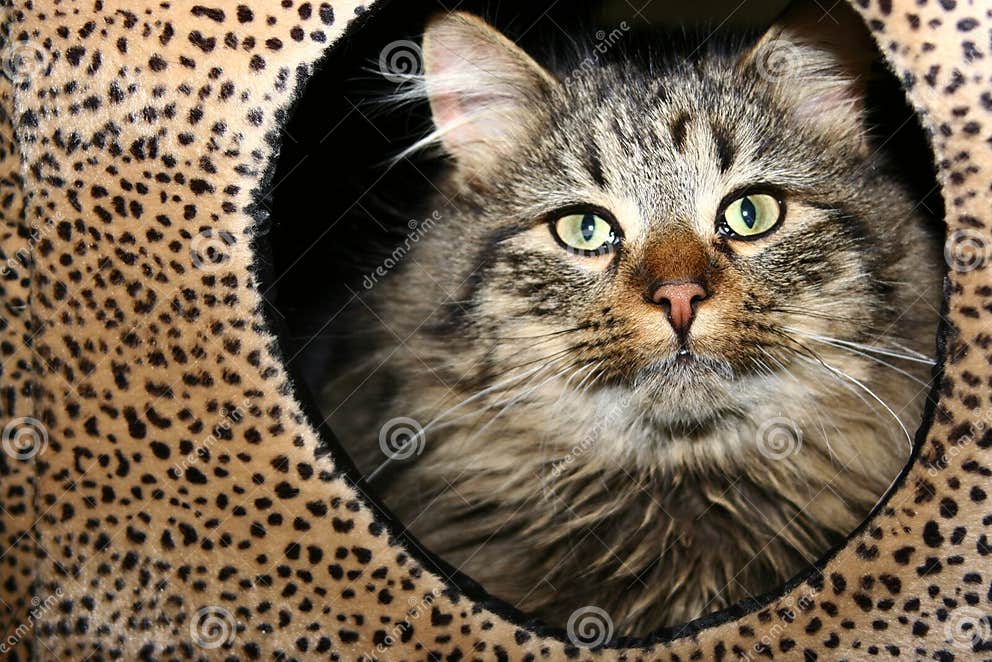 Leopard print cat stock photo. Image of brown, purr, hair - 1843730