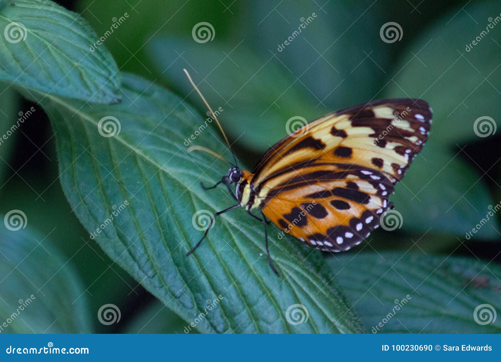 Close-up of Monarch Butterfly with Wings Closed Stock Photo - Image of ...