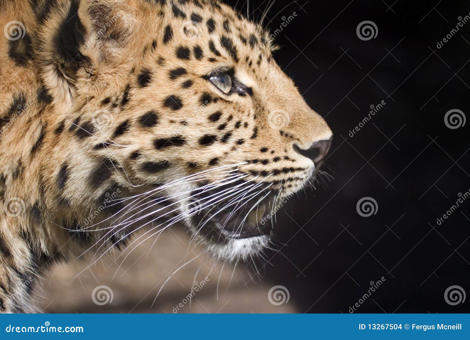 Leopard Profile