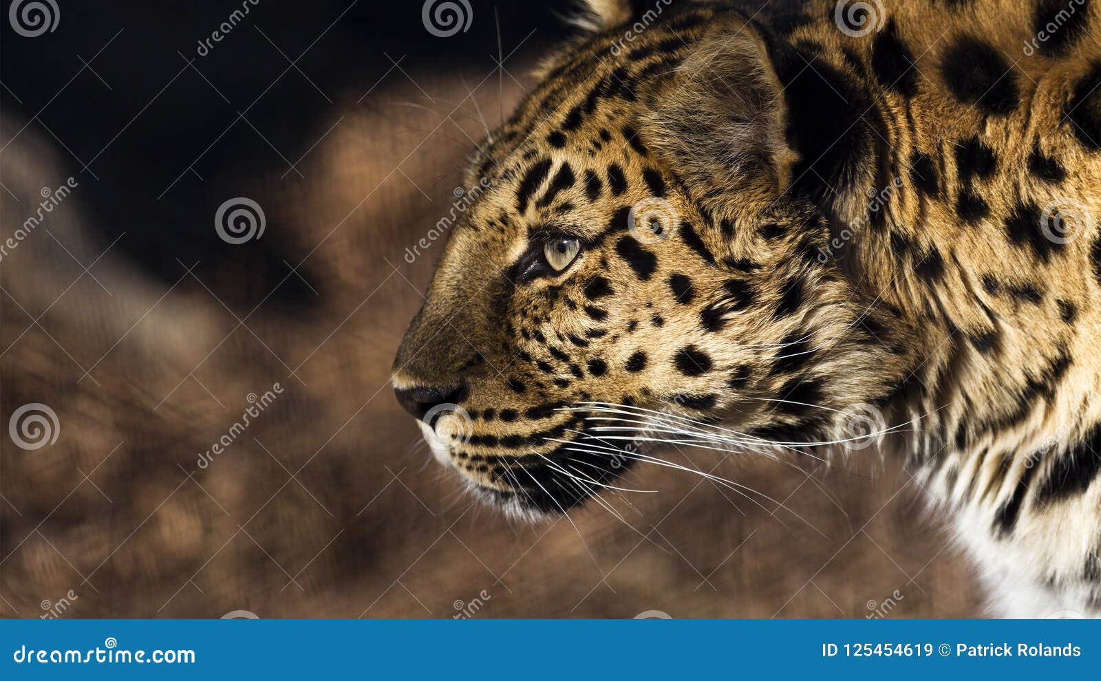 Leopard profile stock image. Image of safari, nature - 125454619