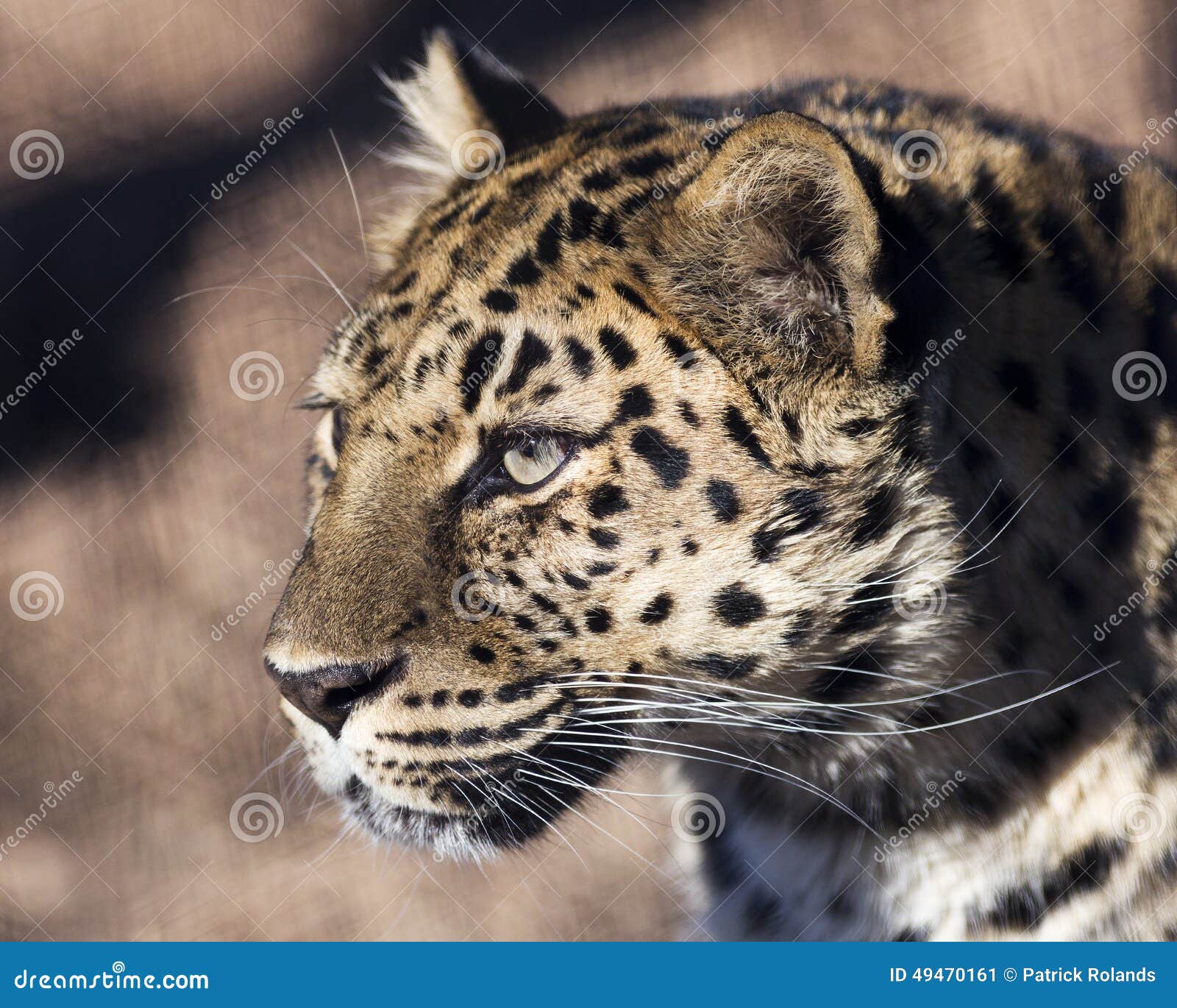Leopard Profile stock image. Image of profile, predator - 49470161