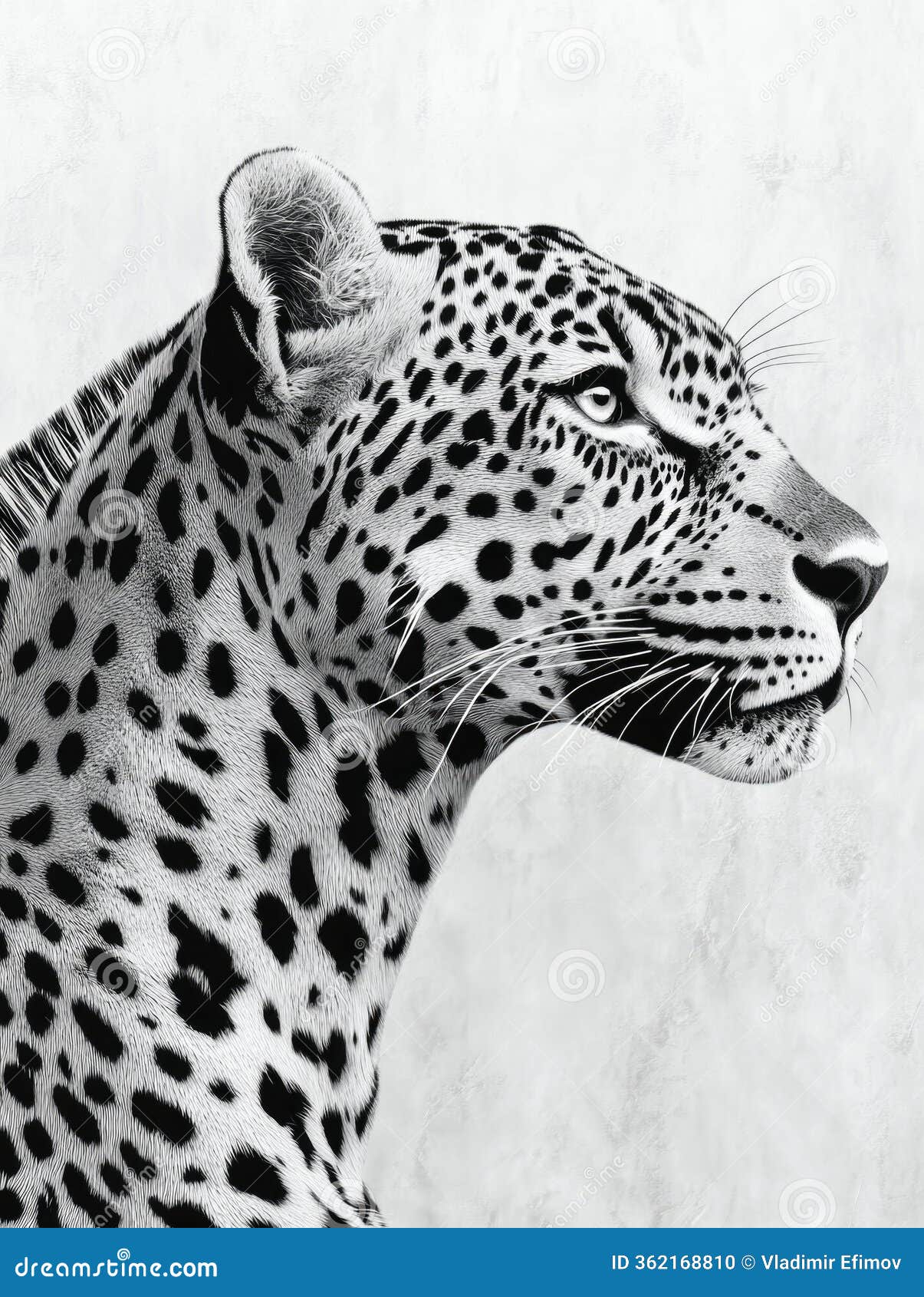Leopard Profile Drawing stock photo. Image of white - 362168810