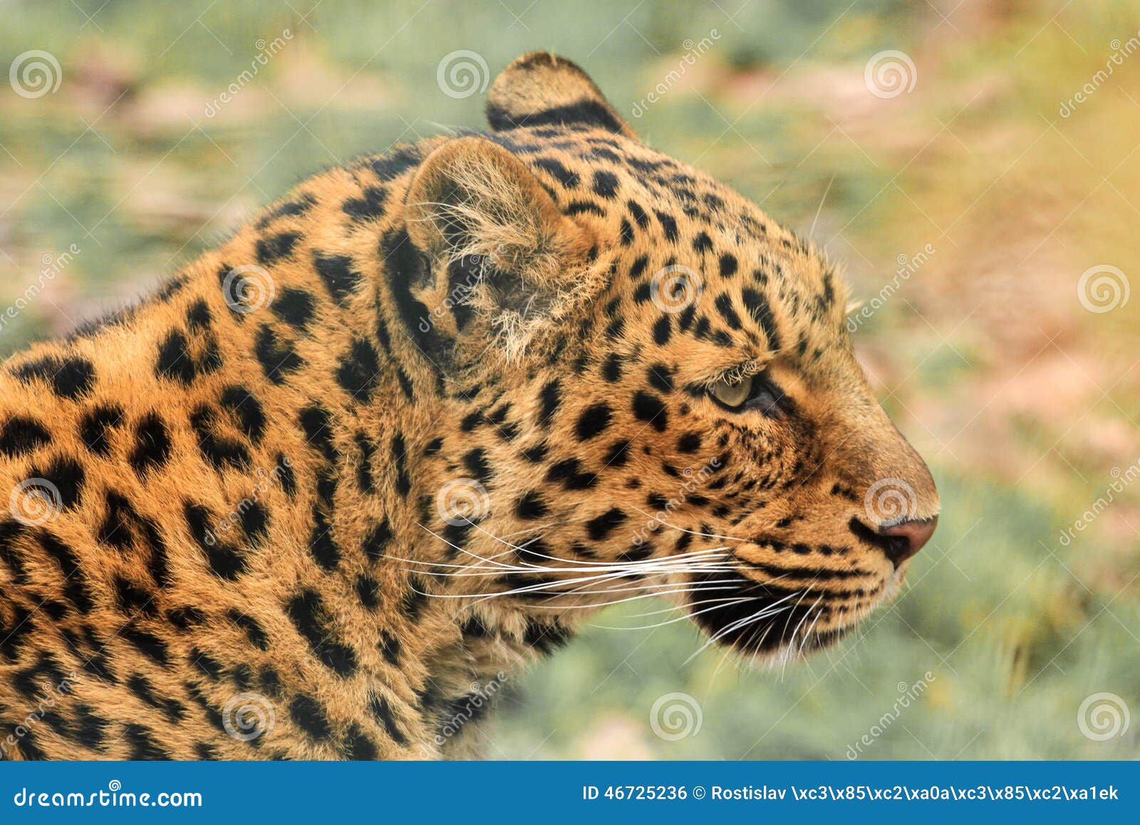 Leopard profile stock photo. Image of black, carnivore - 46725236