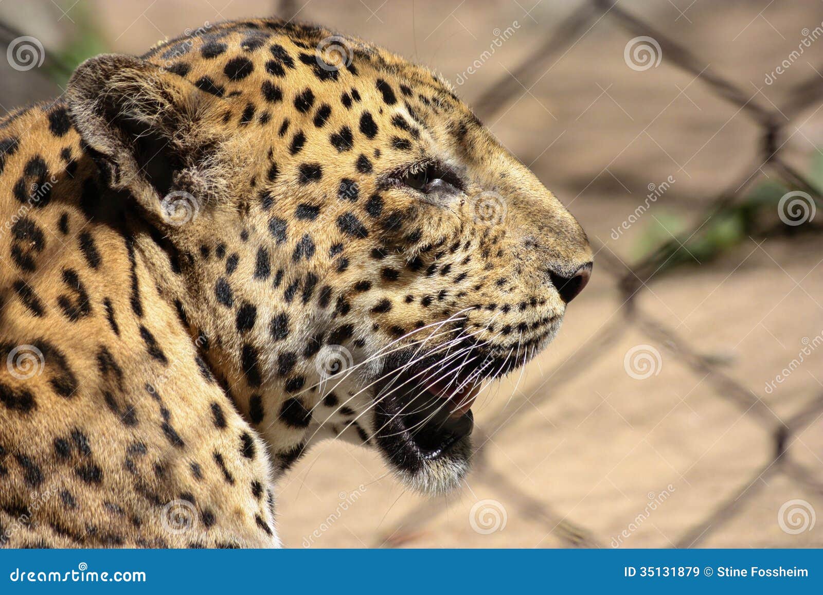 Leopard in Profile stock image. Image of leopardspots - 35131879