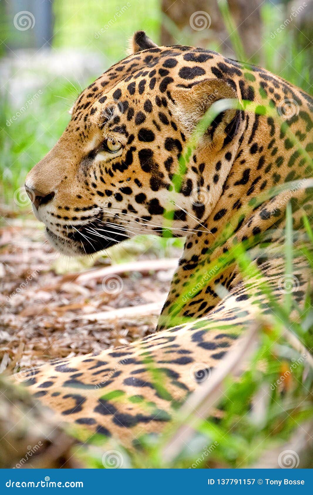Leopard Profile stock image. Image of habitat, safari - 137791157