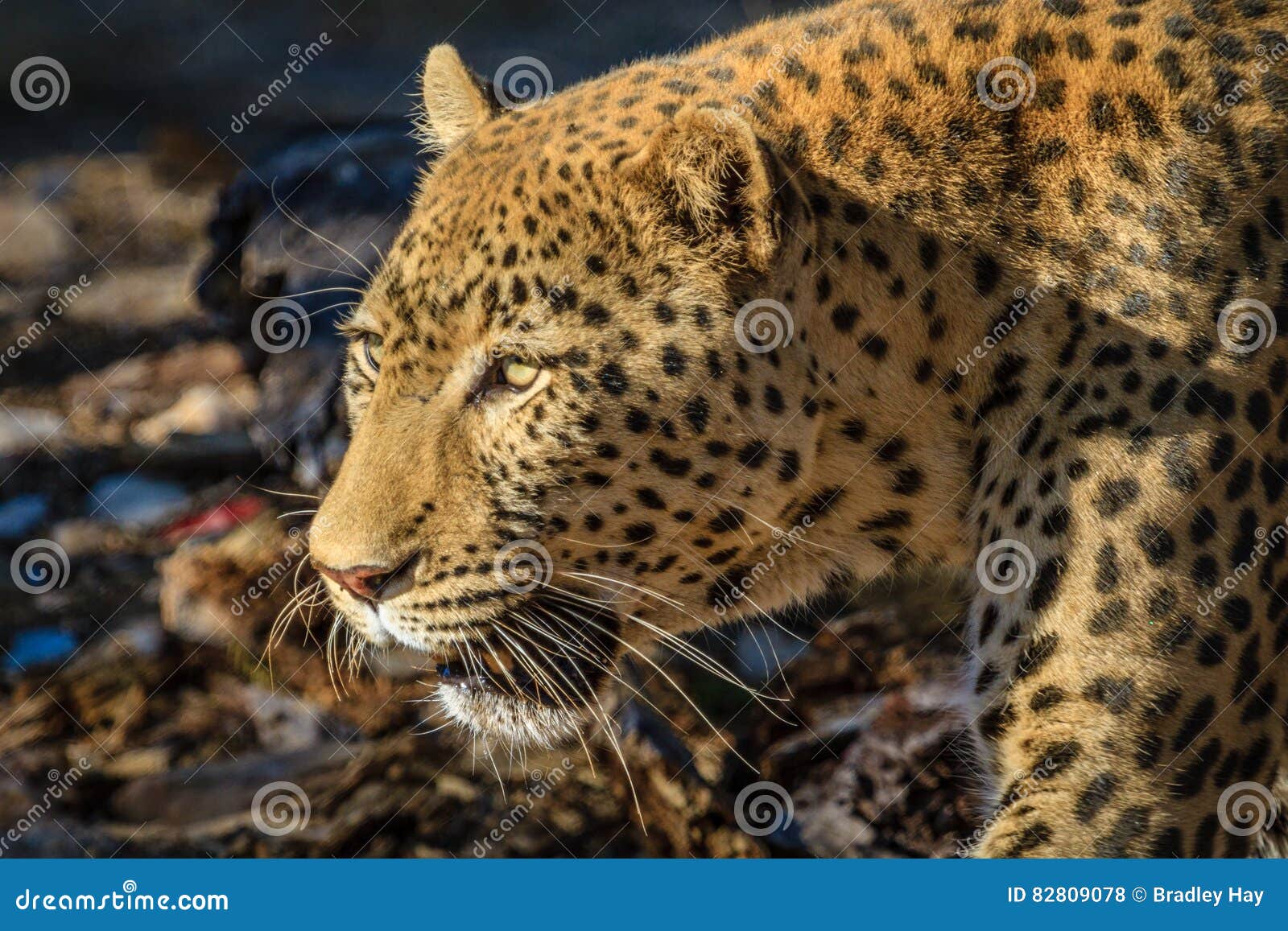 Leopard on the Prowl at Erindi Private Game Reserve, Namibia, Africa ...