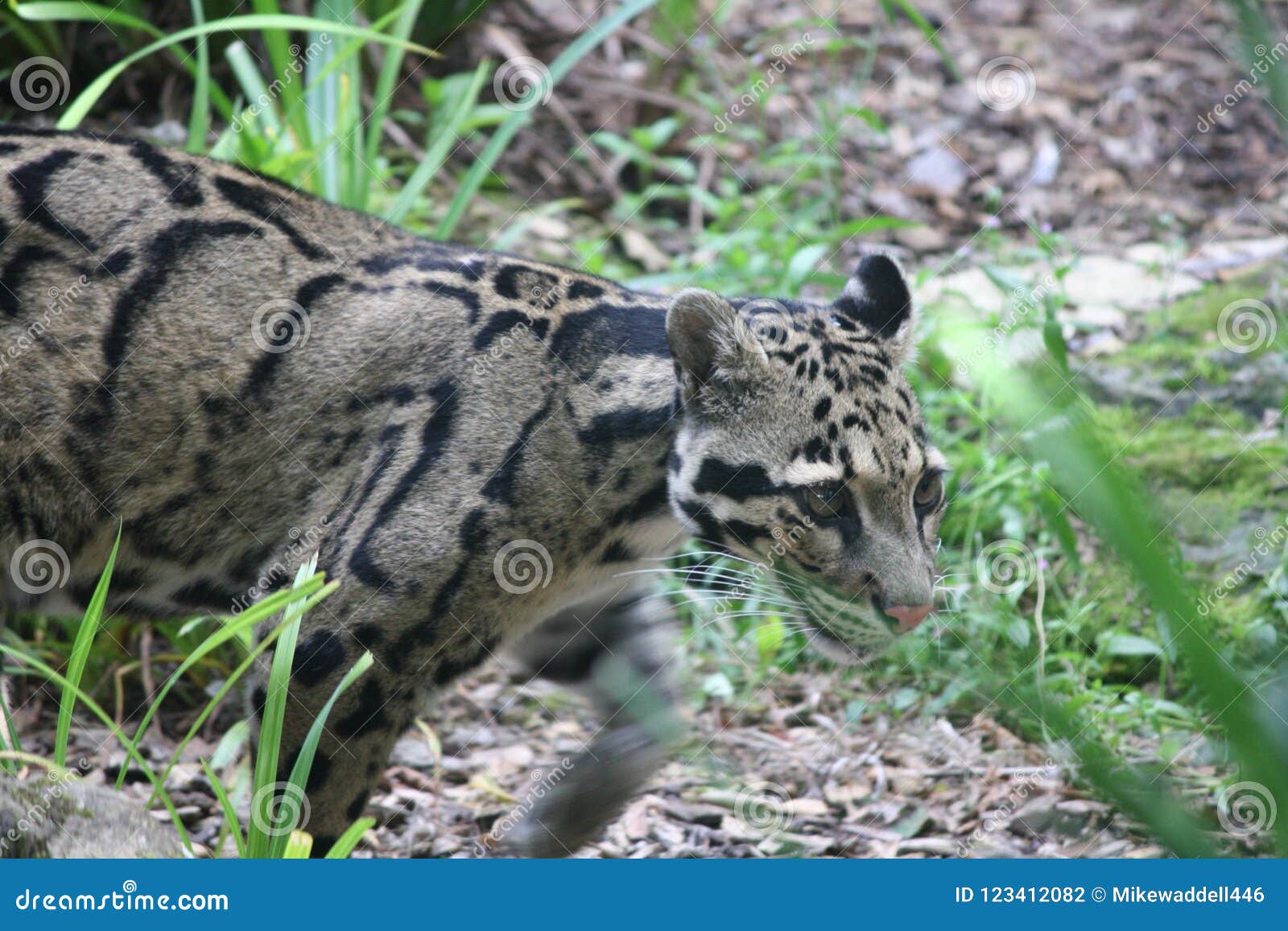 Leopard on the prowl stock photo. Image of prowl, prowling - 123412082