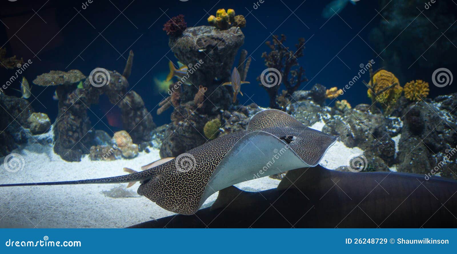 Leopard Ray stock image. Image of coral, marine, leopard - 26248729