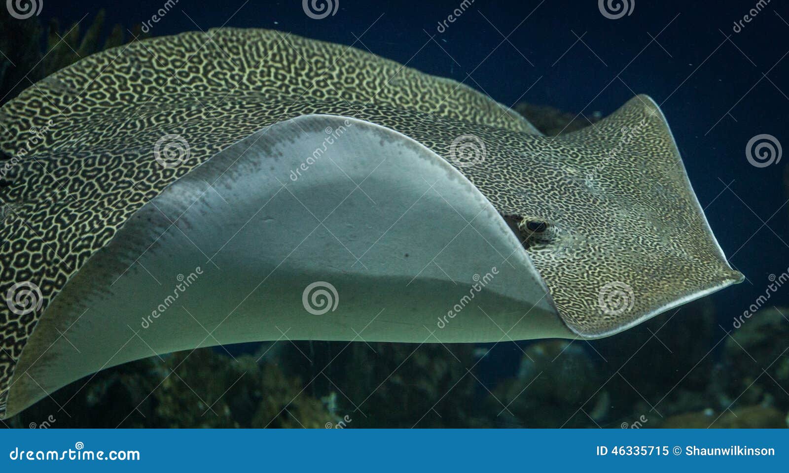 Leopard Ray Stinger
