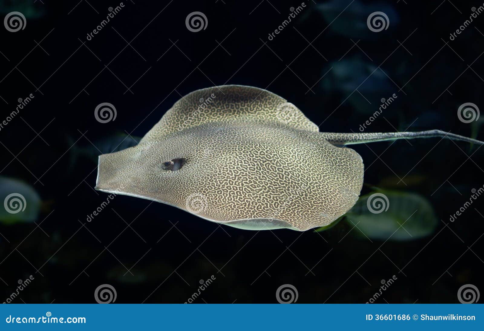 Leopard ray stock photo. Image of color, fish, leopard - 36601686