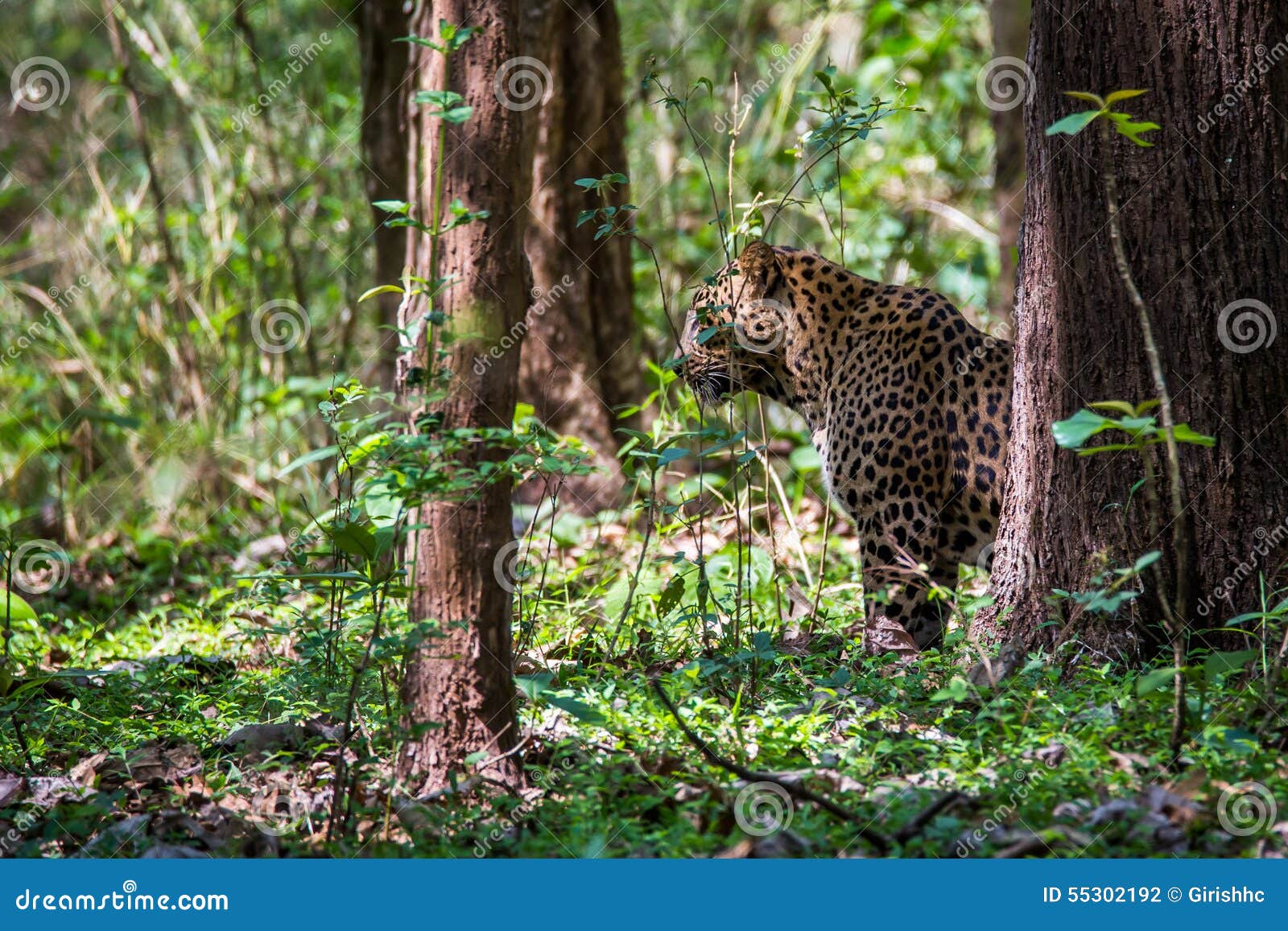 Leopard ready to pounce stock photo. Image of pounce - 55302192