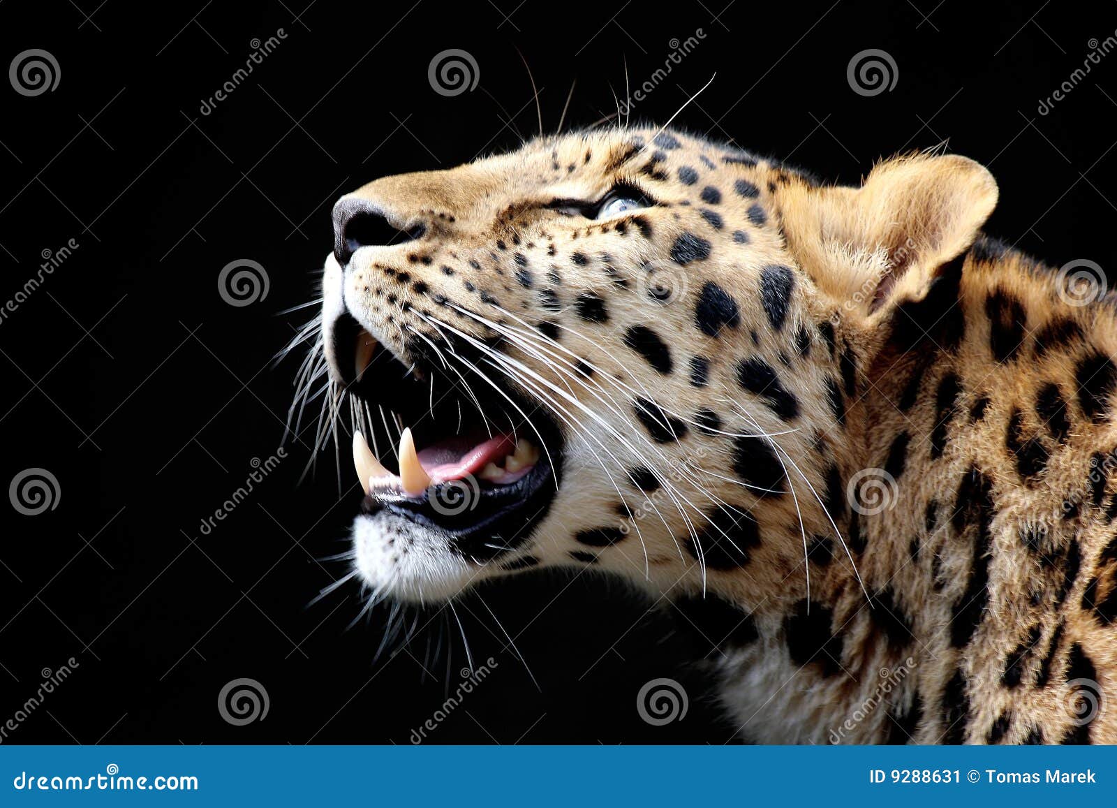 Leopard is ready tu hunt stock image. Image of country - 9288631