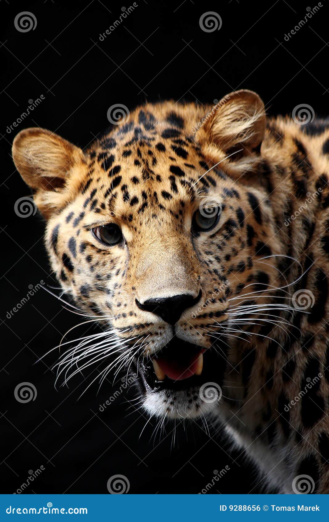 Leopard is ready tu hunt stock photo. Image of danger - 9288656