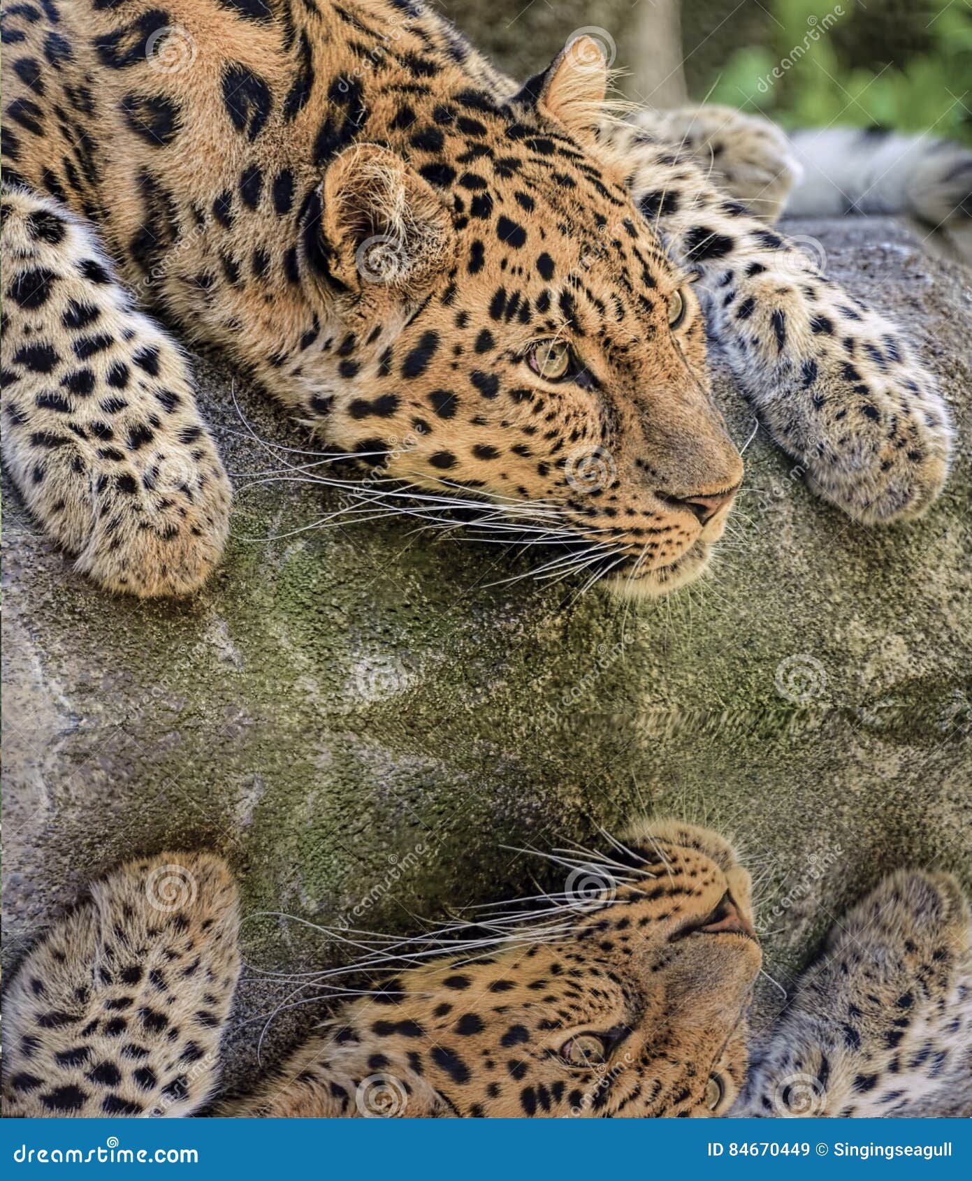 Leopard reflecting. stock image. Image of nature, african - 84670449