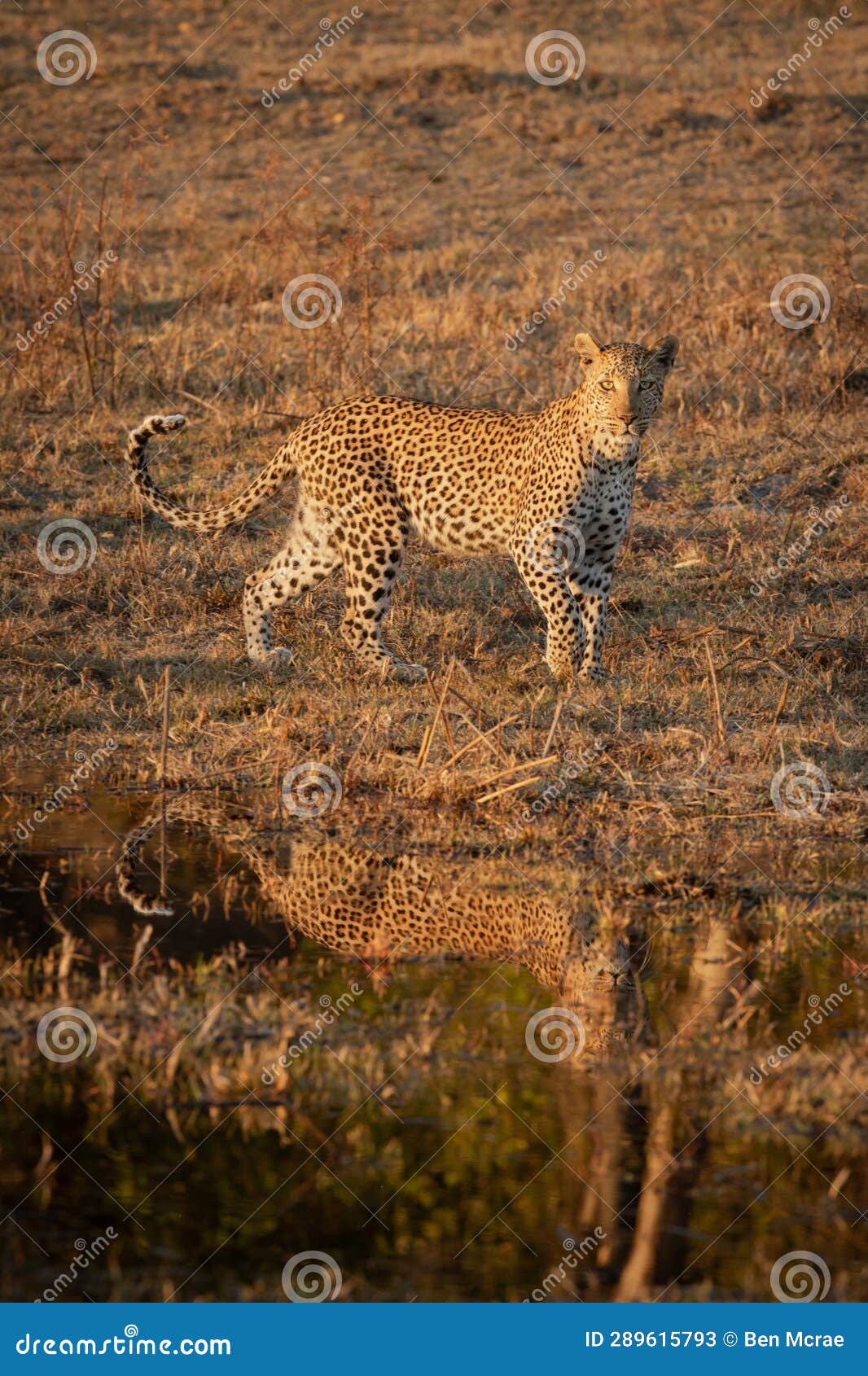 Leopard and reflection. stock image. Image of halali - 289615793