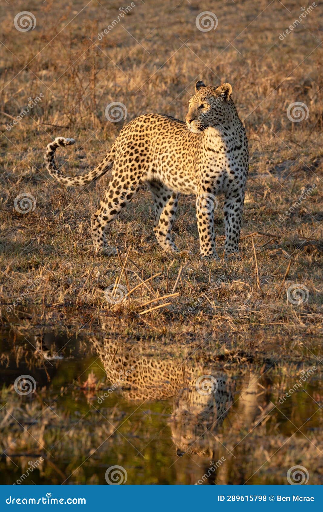 Leopard and reflection. stock photo. Image of together - 289615798