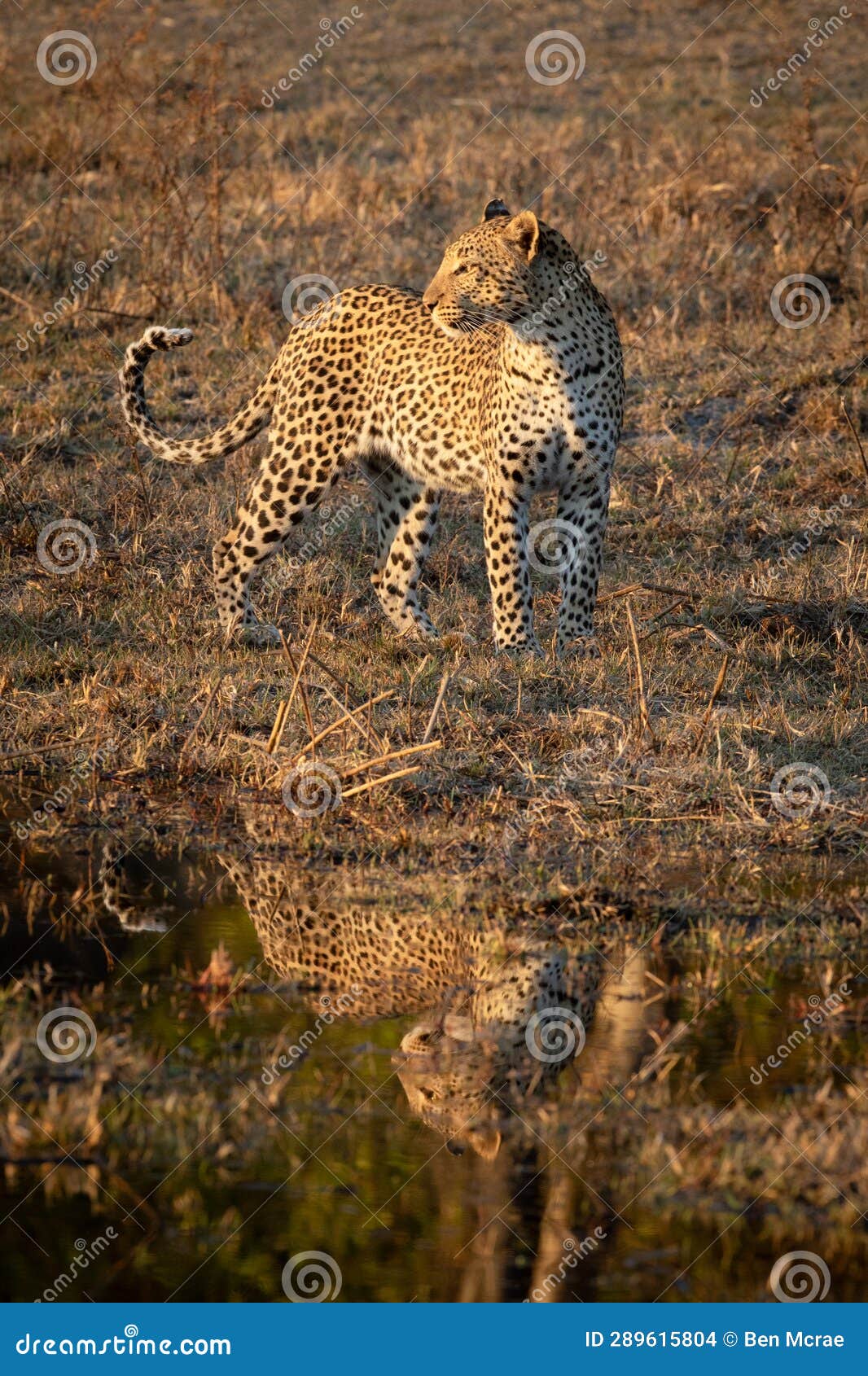 Leopard and reflection. stock photo. Image of botswana - 289615804