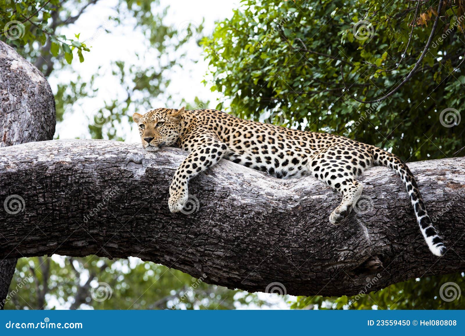 Leopard Relaxed Lying On Tree. Sleeping Leopard In Botswana, Africa ...