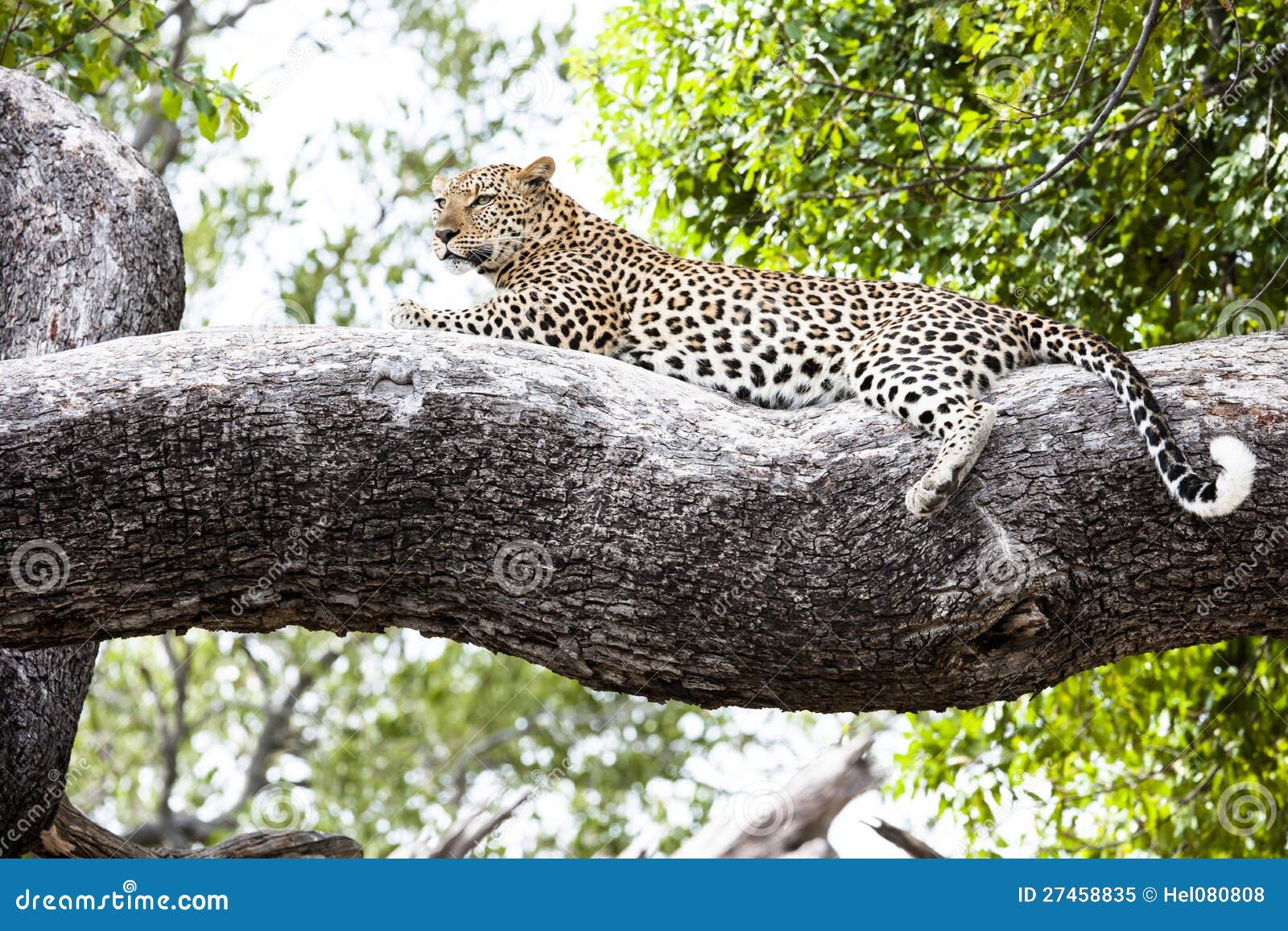 Leopard Relaxed Lying on a Huge Branch, Botswana, Africa Stock Image ...