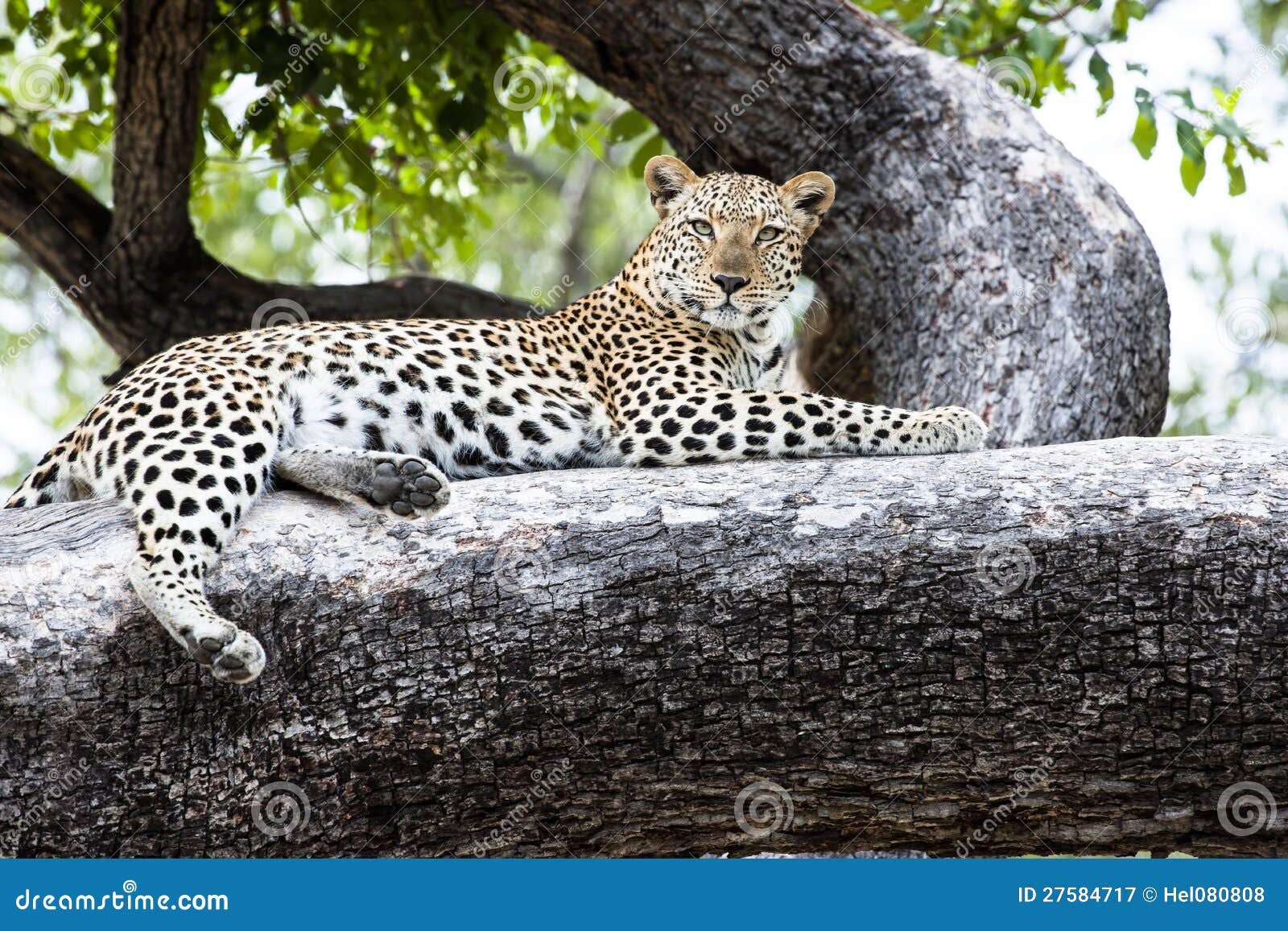 Leopard Relaxed Lying On Tree. Sleeping Leopard In Botswana, Africa ...