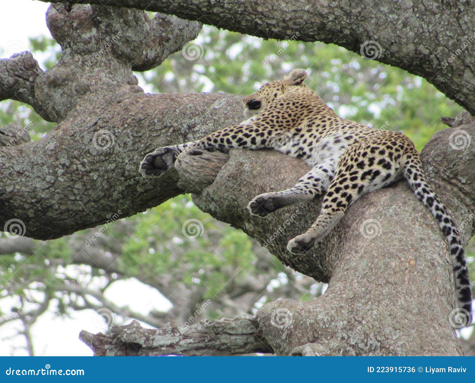 Leopard Relaxing on a Branch Stock Photo - Image of giraffe, jungle ...