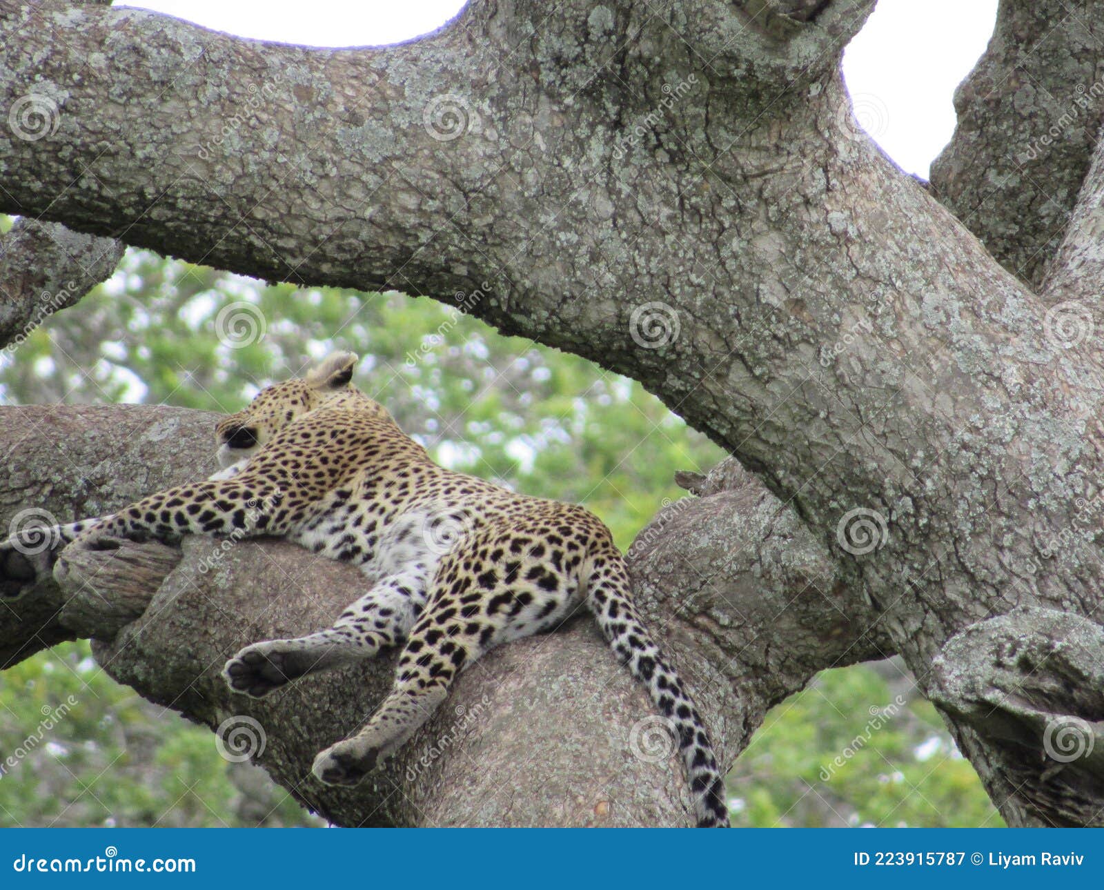Leopard Relaxing on a Branch Stock Image - Image of relaxing, toxic ...