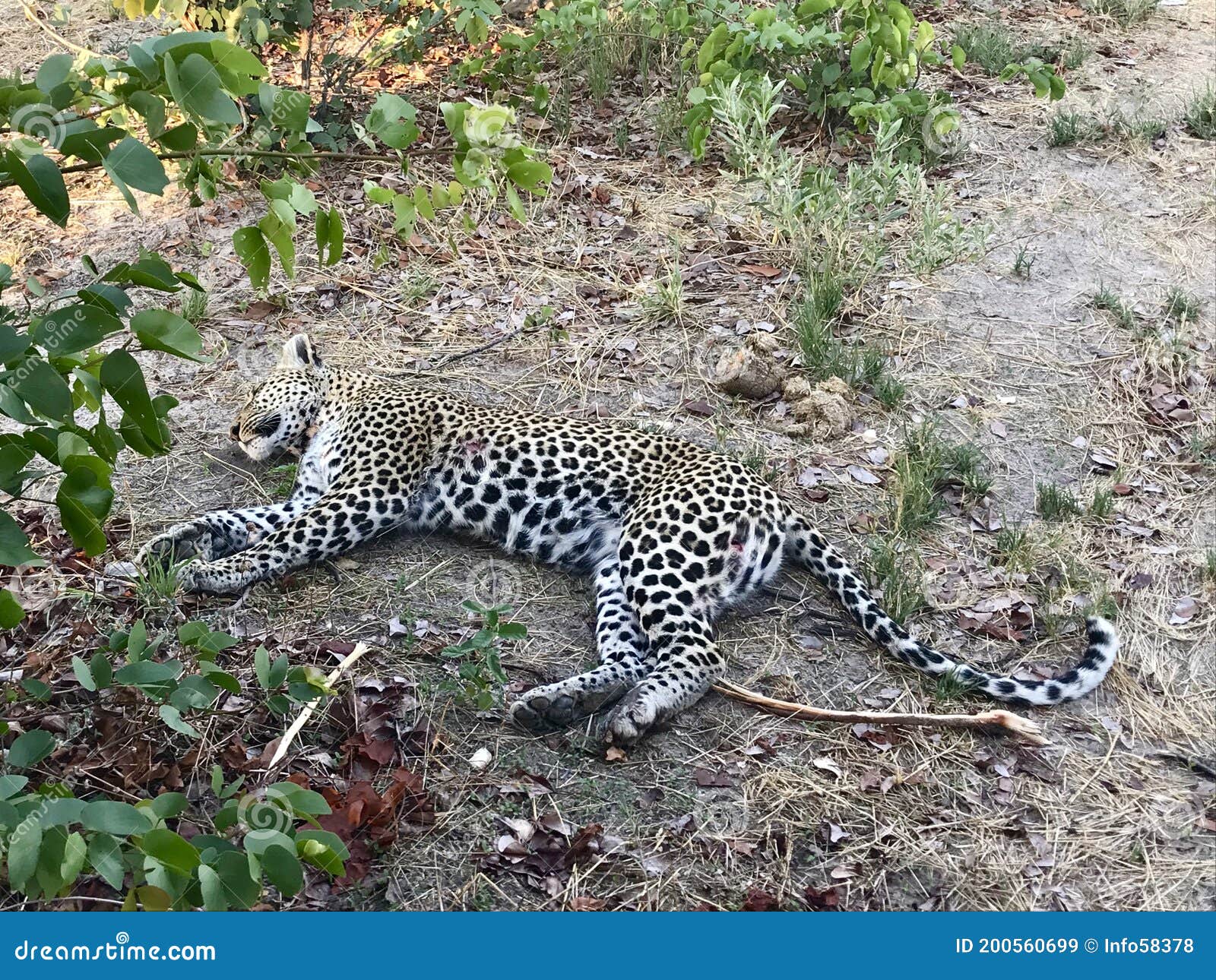 Leopard Relaxing on the Ground Stock Image - Image of animal, nate ...