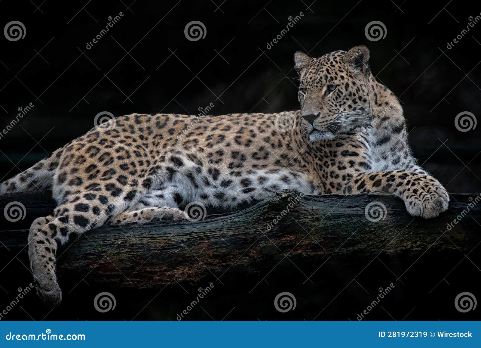 Leopard Relaxing on a Log in the Dark at Night Time Stock Image - Image ...