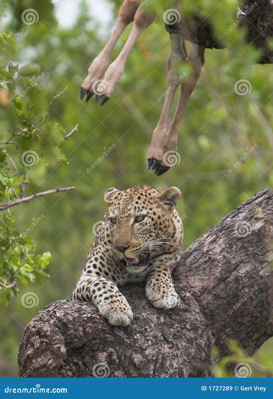 Leopard rest stock image. Image of pant, pattern, prey - 1727289