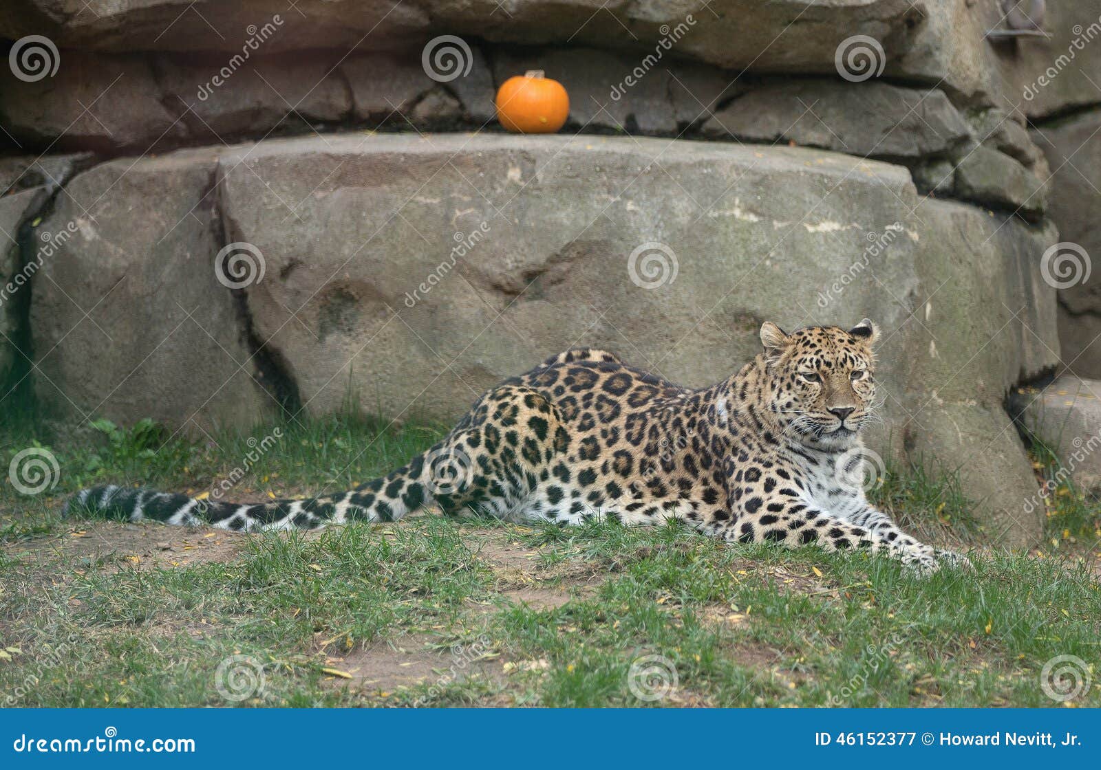 Leopard at rest stock image. Image of animal, philadelphia - 46152377