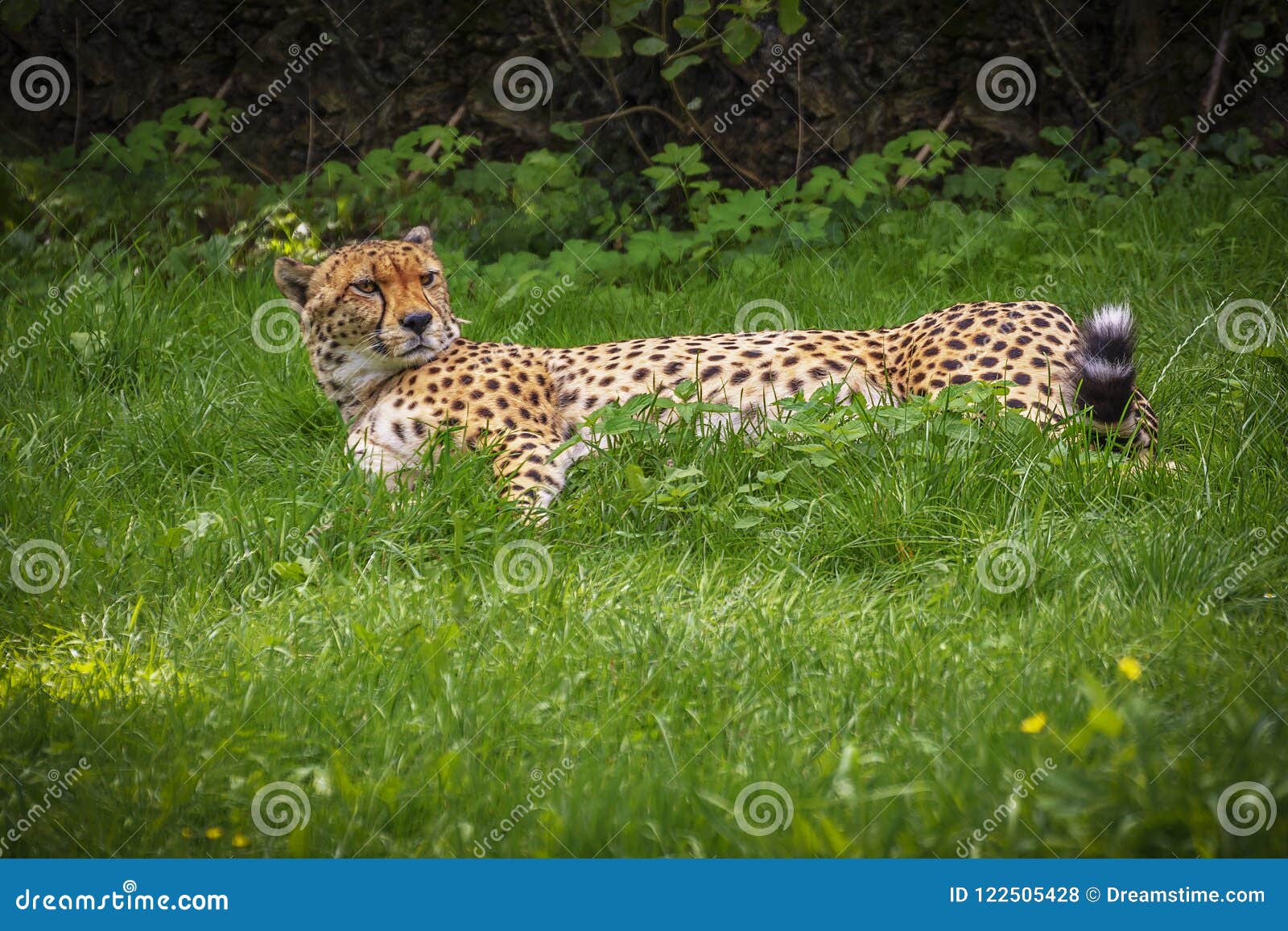 A Leopard Rest in the Tree Shadow Stock Photo - Image of africa, nature ...