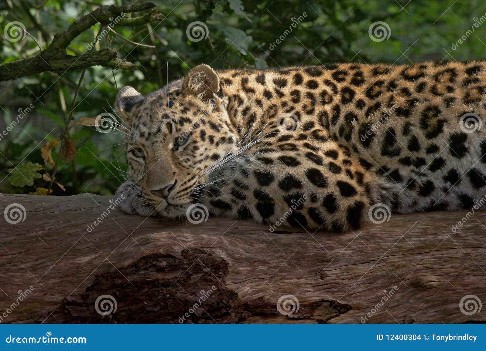 Leopard resting stock photo. Image of leopard, savage - 12400304