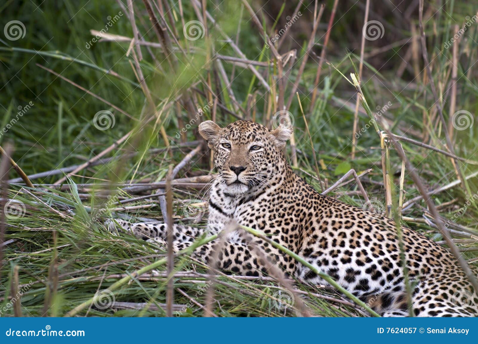 Leopard resting stock image. Image of secretive, african - 7624057