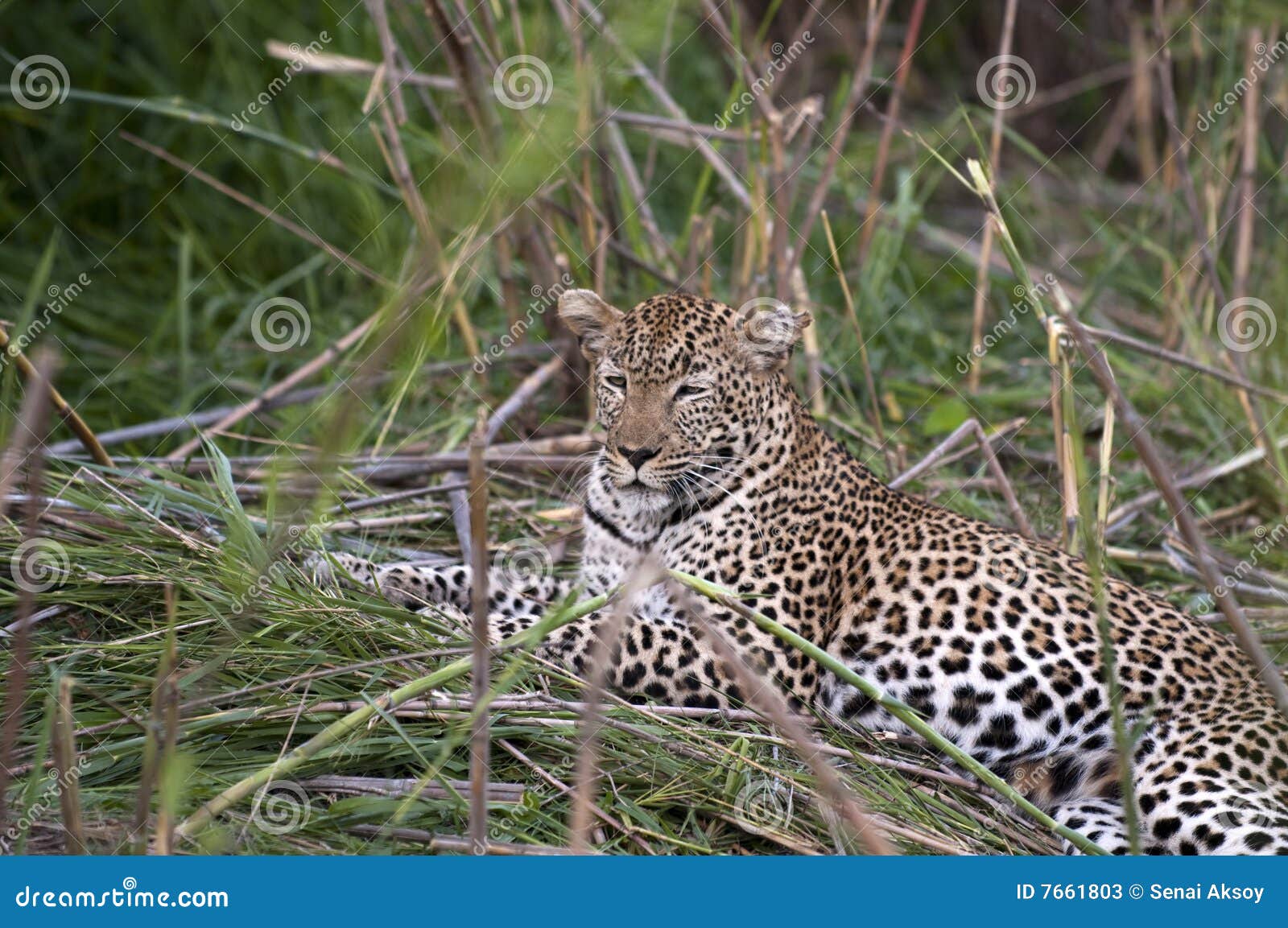 Leopard resting stock image. Image of secretive, nature - 7661803