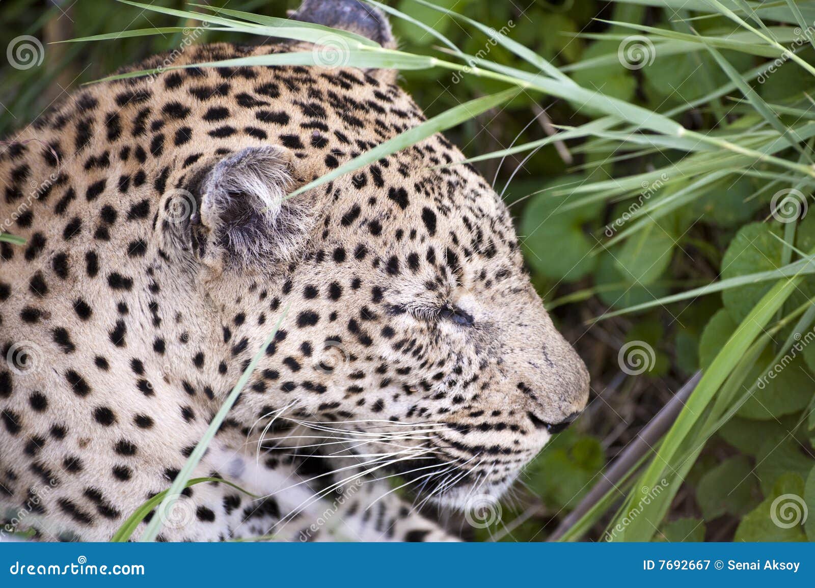 Leopard resting stock image. Image of hunter, contact - 7692667