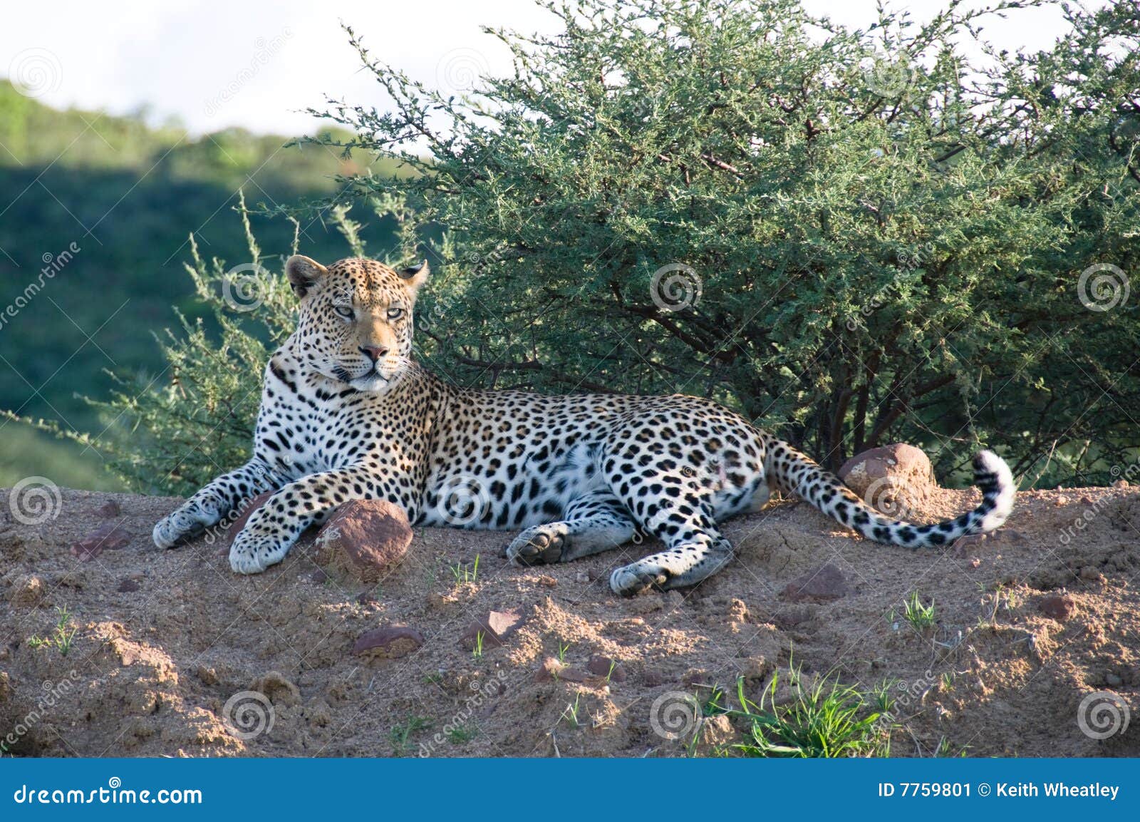 Leopard resting stock image. Image of resting, pardus - 7759801