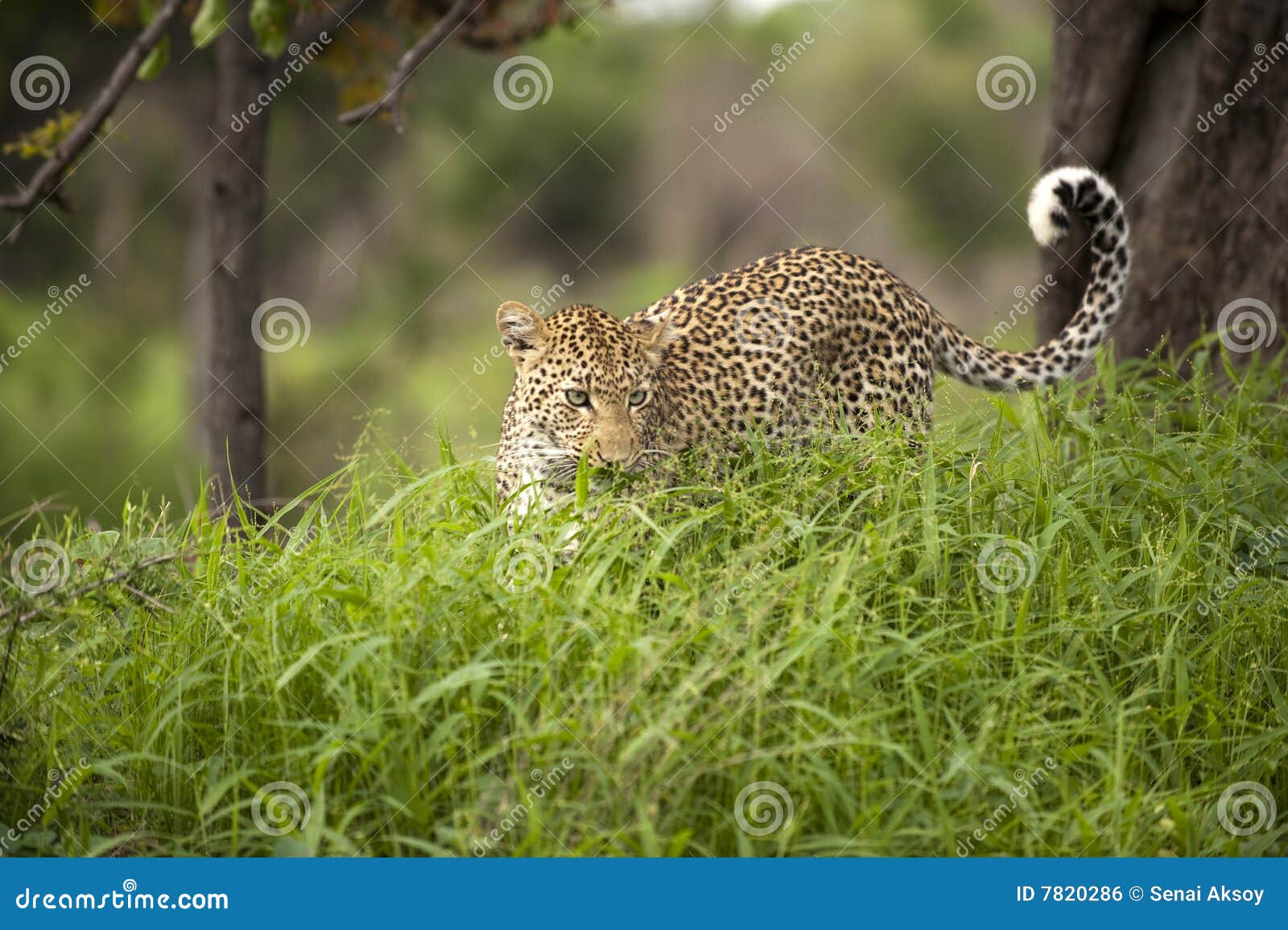 Leopard resting stock photo. Image of animal, laying, bush - 7820286