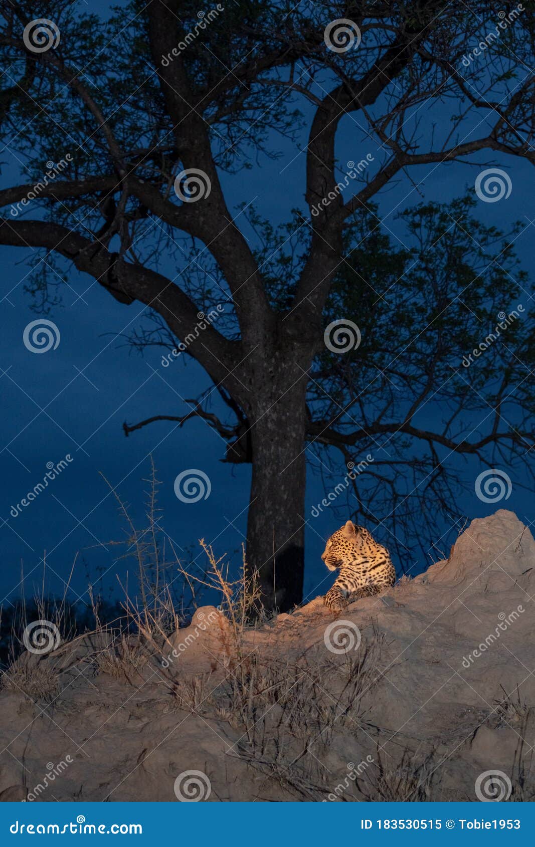 Leopard Against Blue Night Sky Stock Image - Image of djuma, country ...