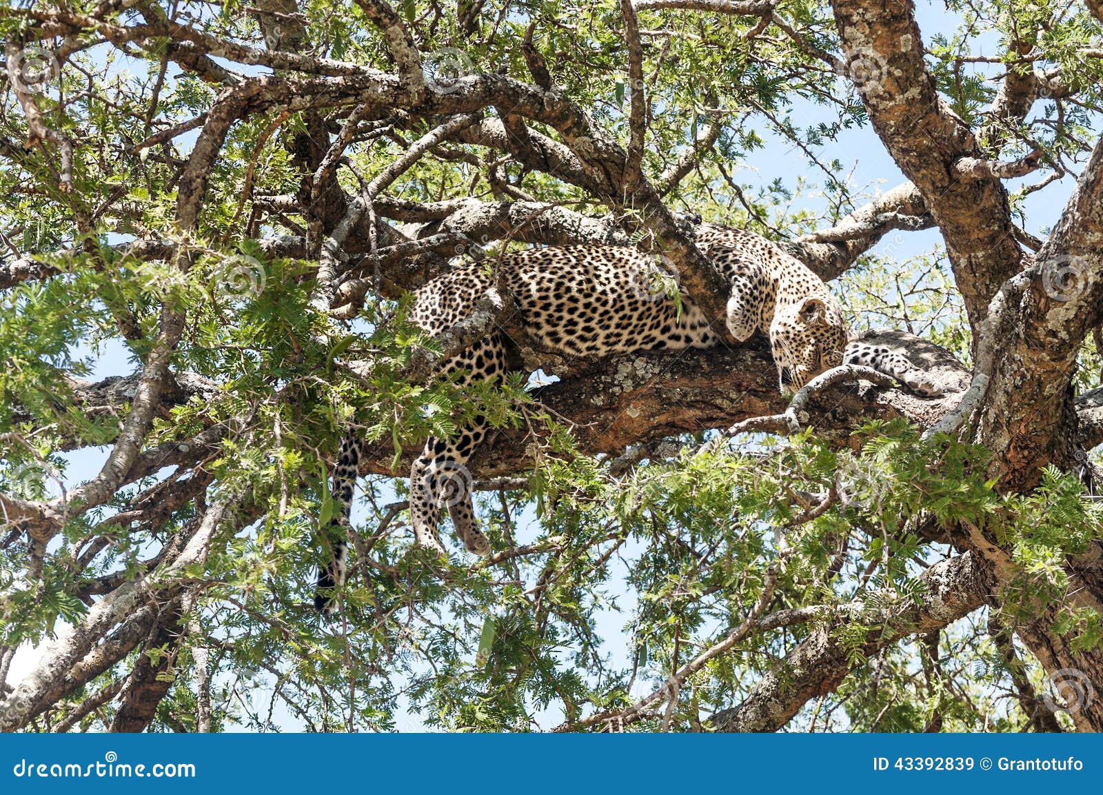 Leopard resting stock image. Image of animal, close, five - 43392839