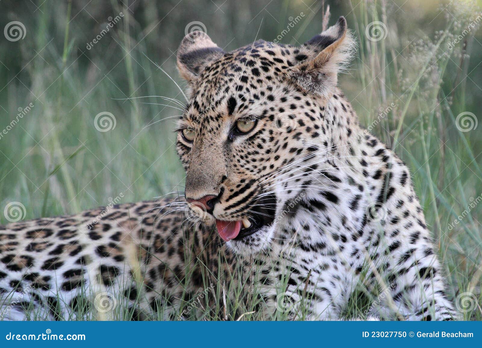 Leopard Resting in the Bush Stock Photo - Image of feline, africa: 23027750
