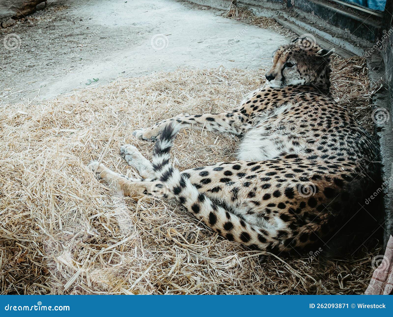 Leopard Resting in a Cage at the Zoo Stock Image - Image of captivity ...